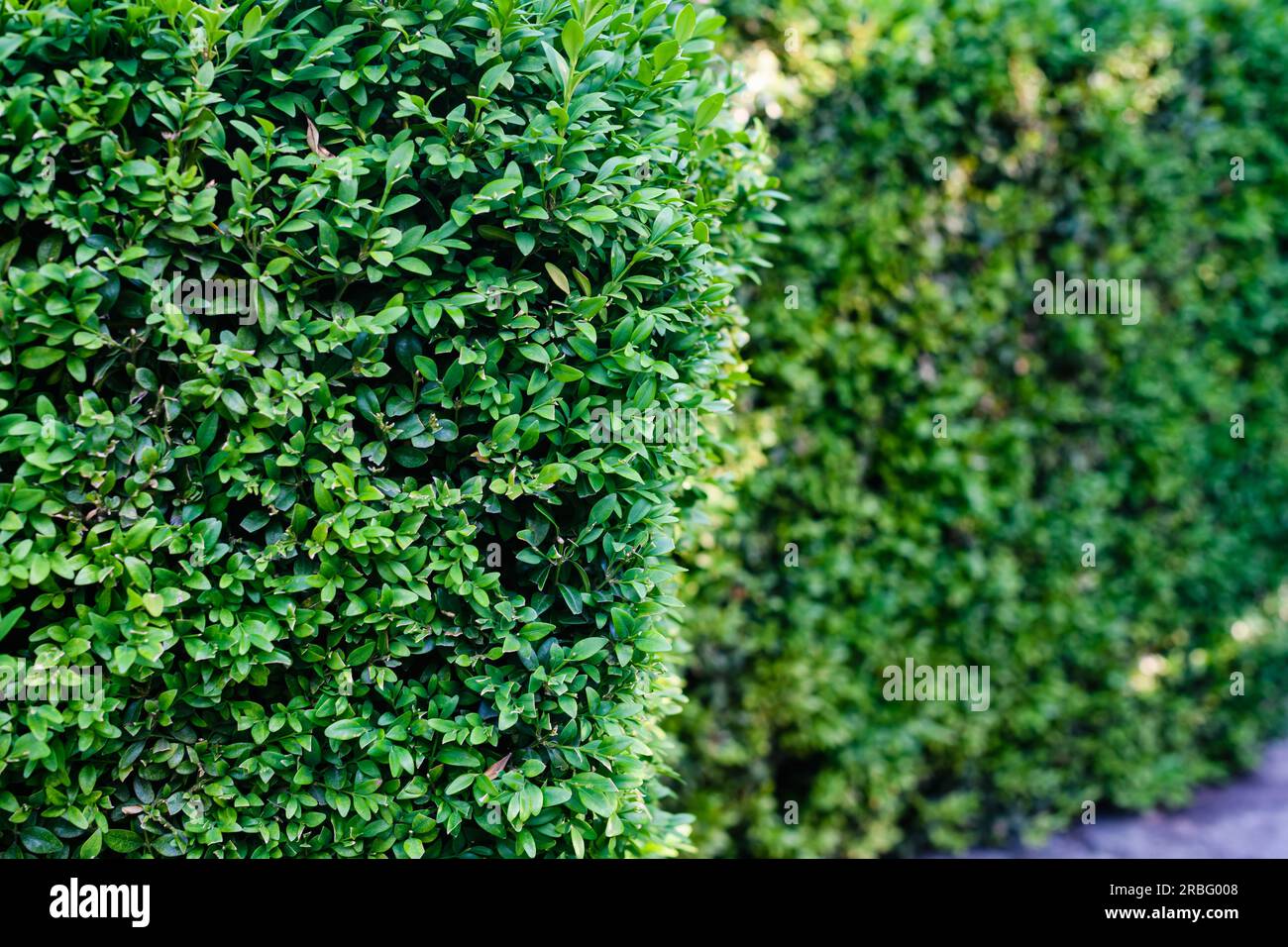 Trimmed bush hi-res stock photography and images - Alamy
