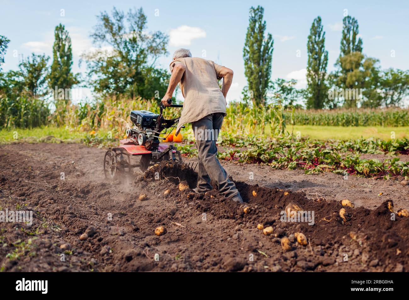 Senior farmer driving small tractor harvesting, digging potato. Autumn ...