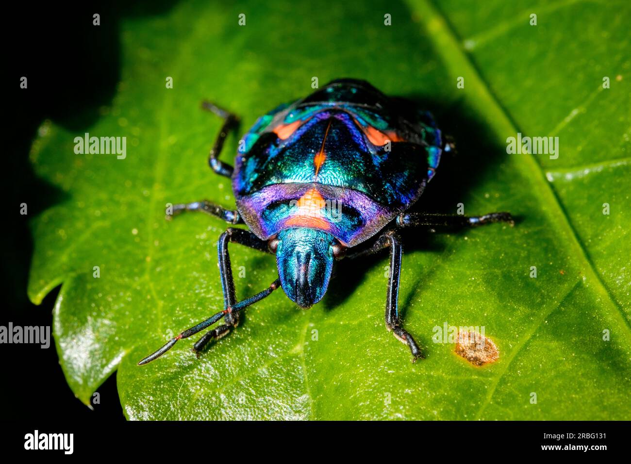 Hibiscus Harlequin Bug Stock Photo - Alamy
