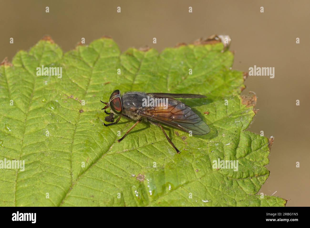 Levels yellow horned horsefly hi-res stock photography and images - Alamy