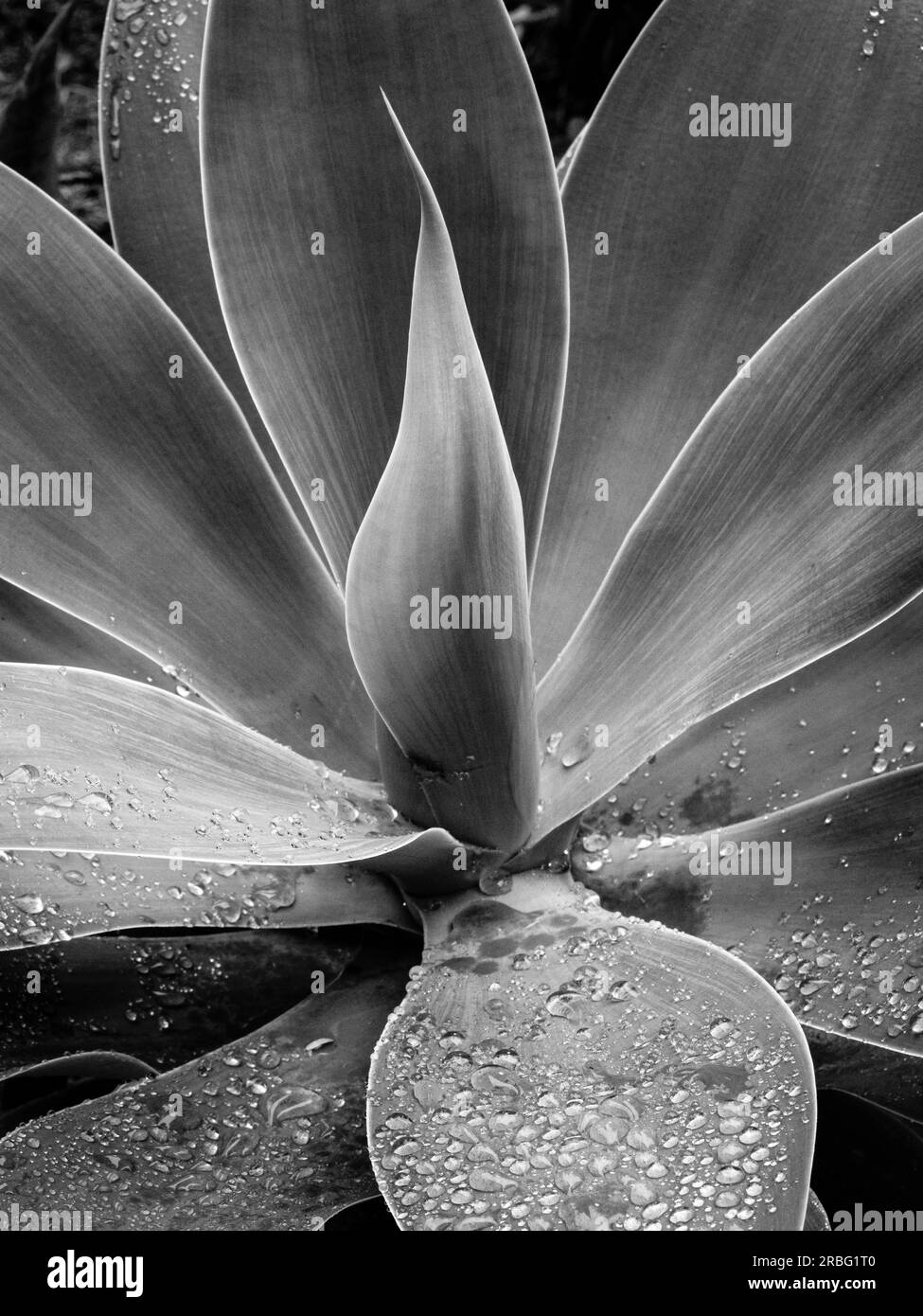 Australia agave hi-res stock photography and images - Alamy