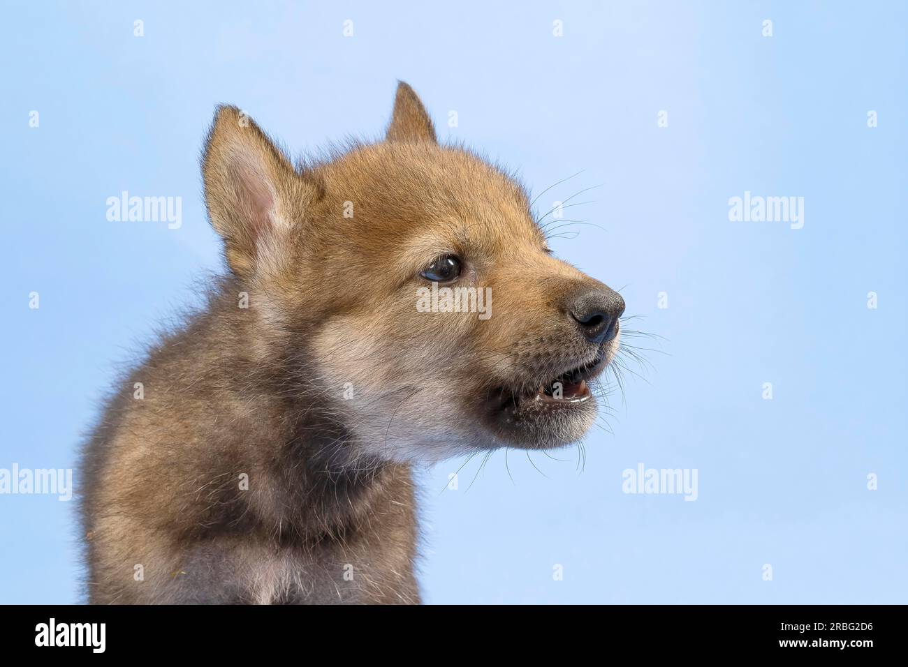 European gray wolf (Canis lupus lupus), animal portrait, howling wolf ...