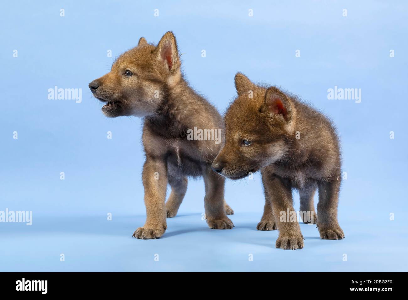 European gray wolf (Canis lupus lupus), sibling, pup, juvenile, captive ...