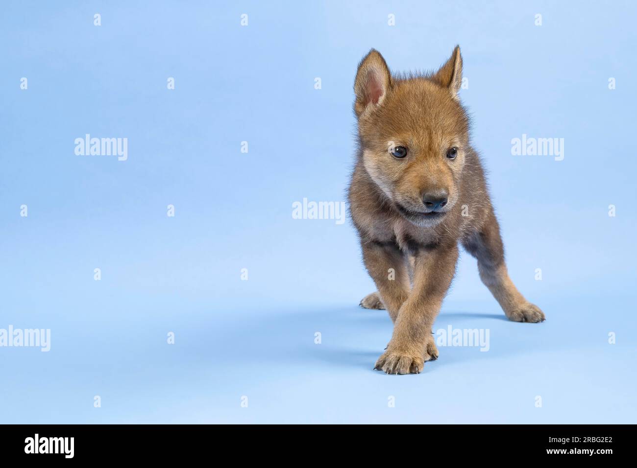 European gray wolf (Canis lupus lupus), solitary animal, pup, juvenile ...