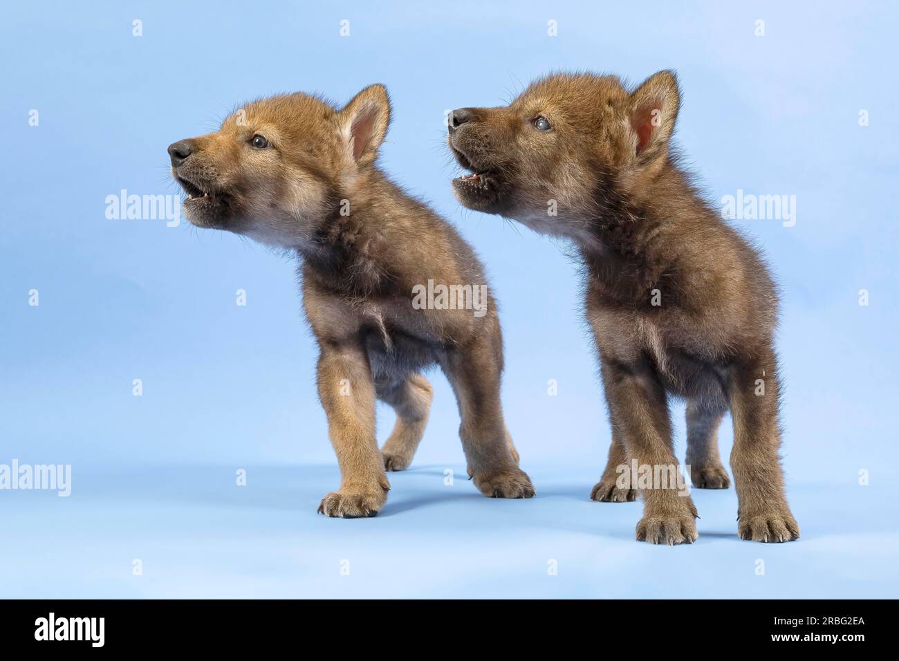 European gray wolf (Canis lupus lupus), sibling, pup, juvenile, captive ...
