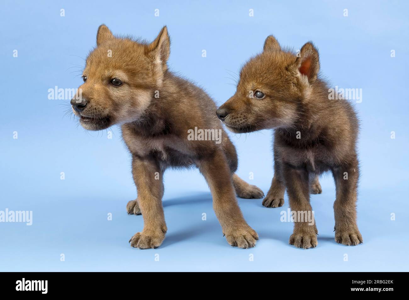 European gray wolf (Canis lupus lupus), sibling, pup, juvenile, captive ...
