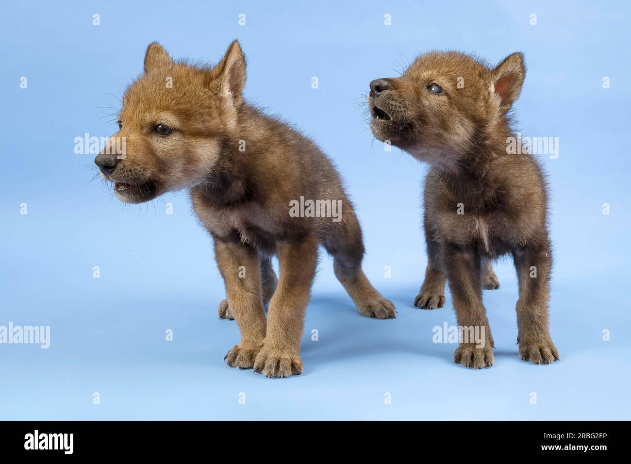 European gray wolf (Canis lupus lupus), pup, juvenile, captive, 3.5 ...