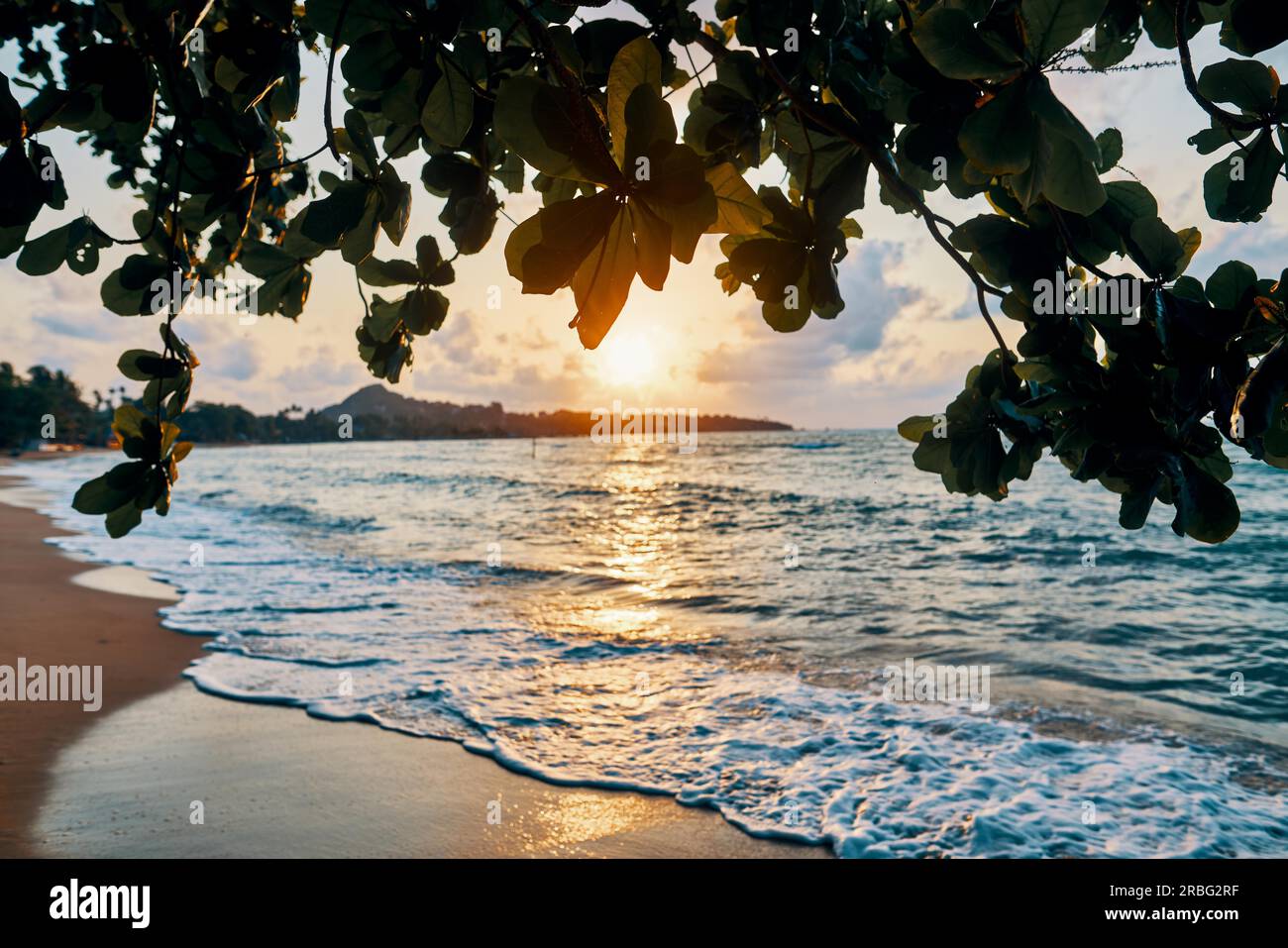 Amazing sunset at the beach. Tropical mangrove trees sunset background ...