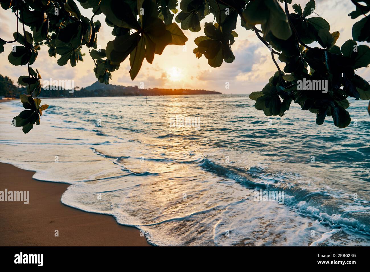Amazing sunset at the beach. Tropical mangrove trees sunset background ...