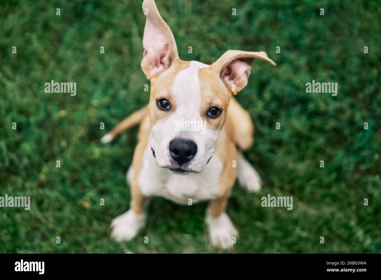 Cute small American Staffordshire Terrier puppy sitting outdoors in ...