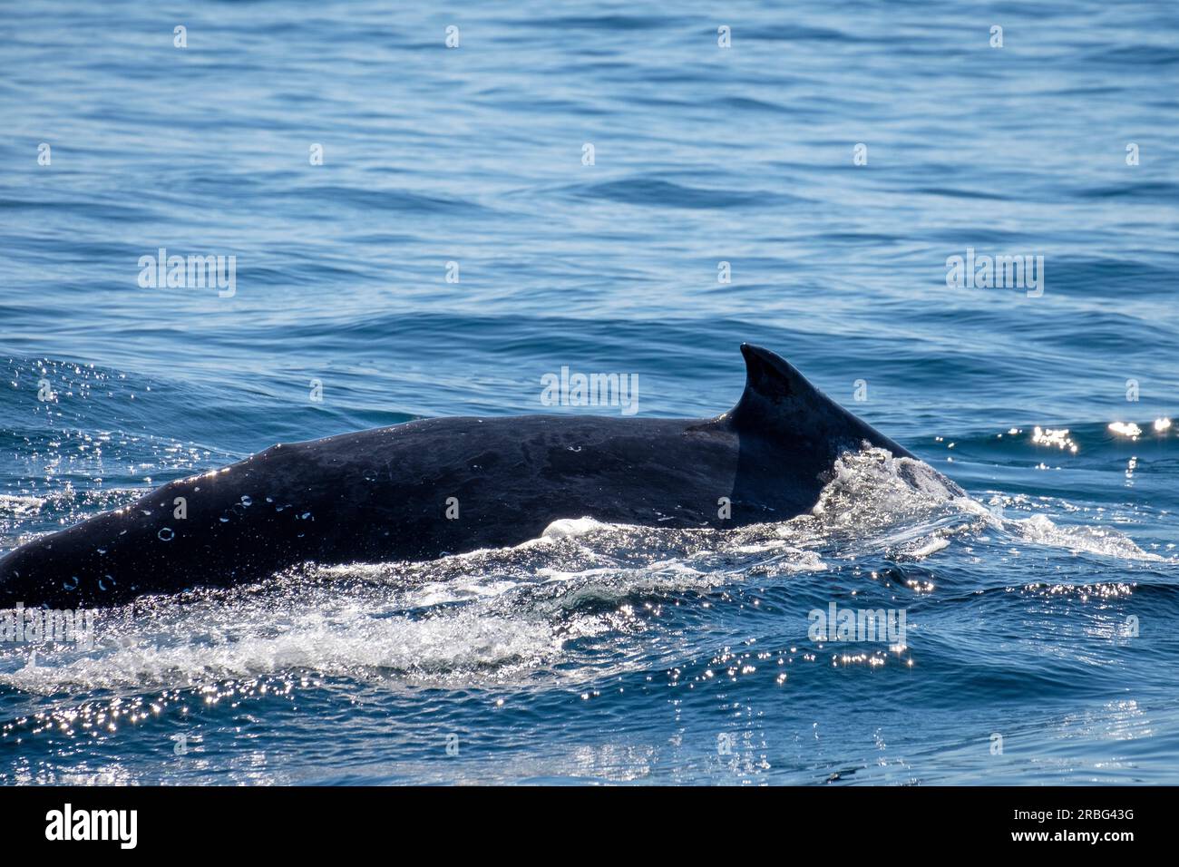 A day out on Moreton Bay - whale watching Stock Photo - Alamy