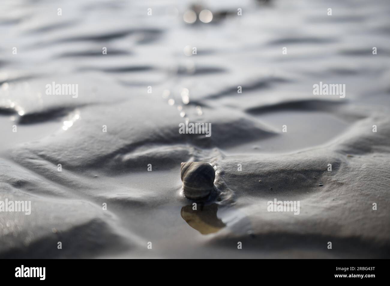 Snail on the beach with trail through the sand, Wales, UK Stock Photo ...