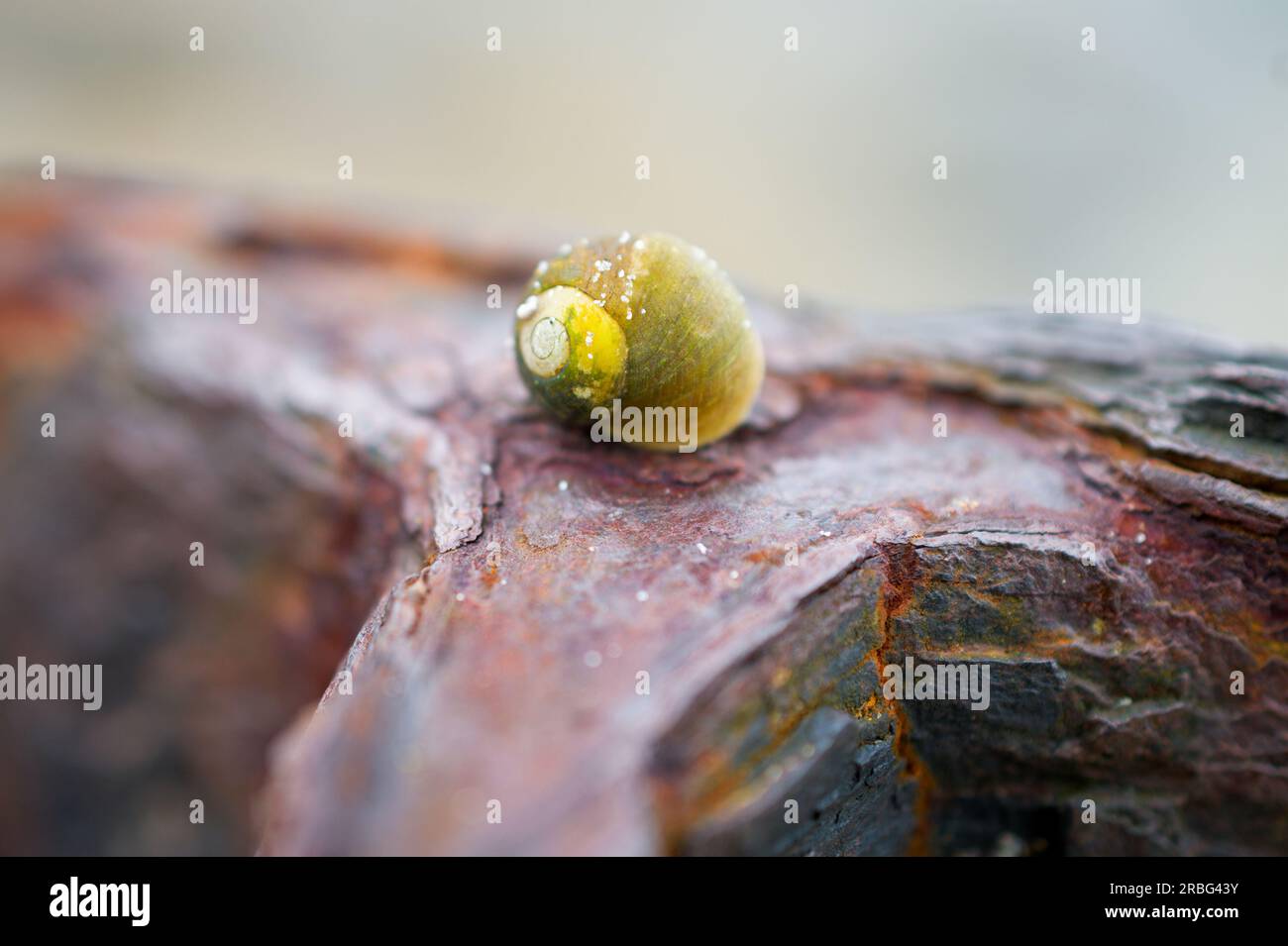 Snail on a metal pillar on the beach, Wales, UK Stock Photo - Alamy