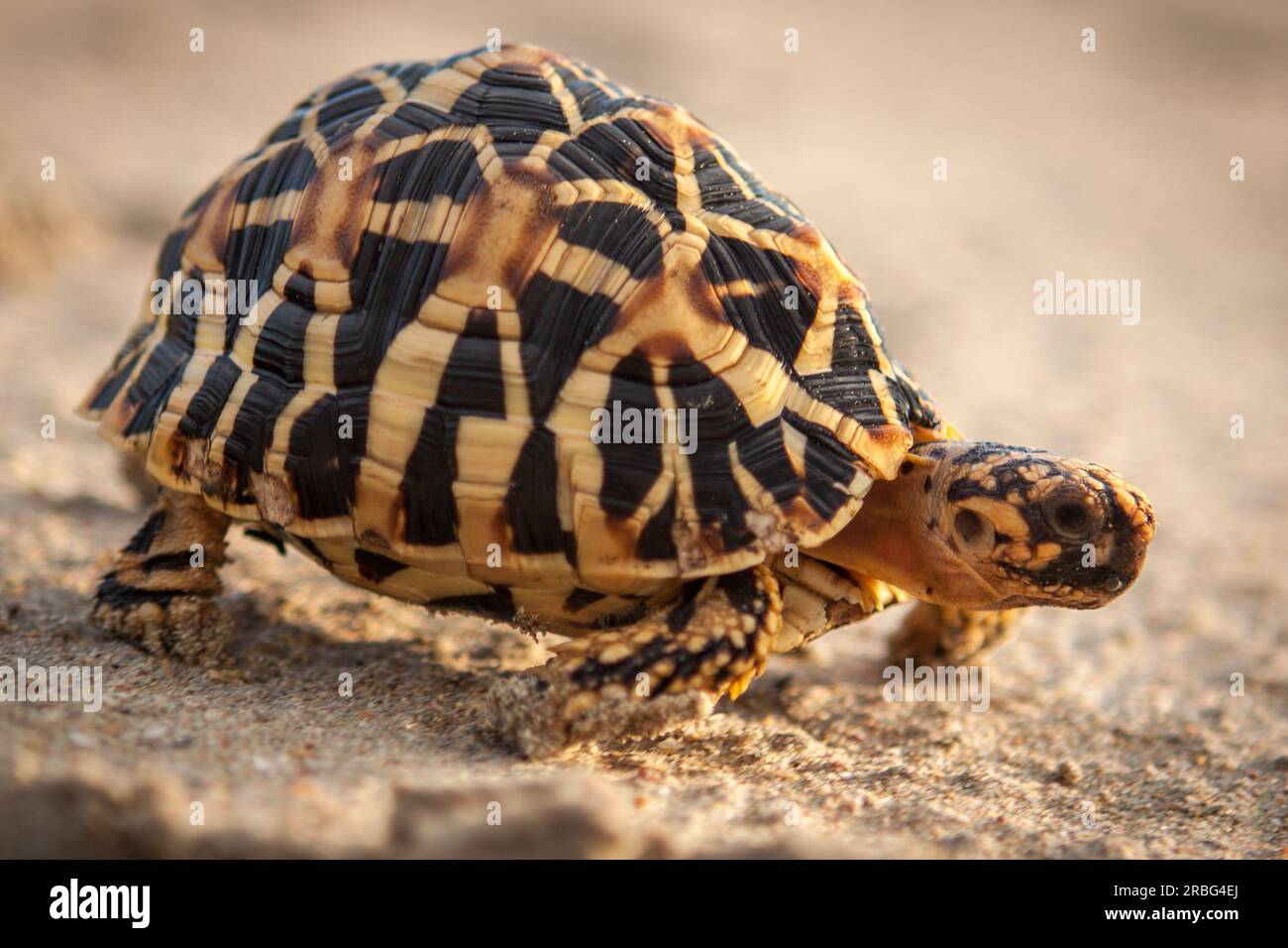 Sri lanka sea turtle hi-res stock photography and images - Alamy