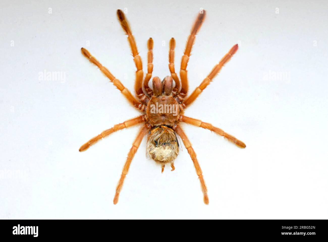 Exotic insects of the fauna of South America common in Central and ...