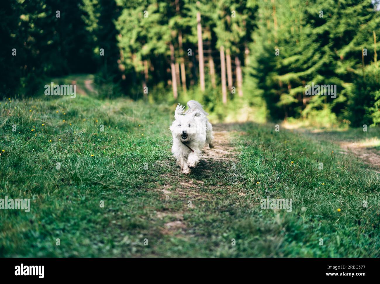 Concept for forest hi-res stock photography and images - Alamy