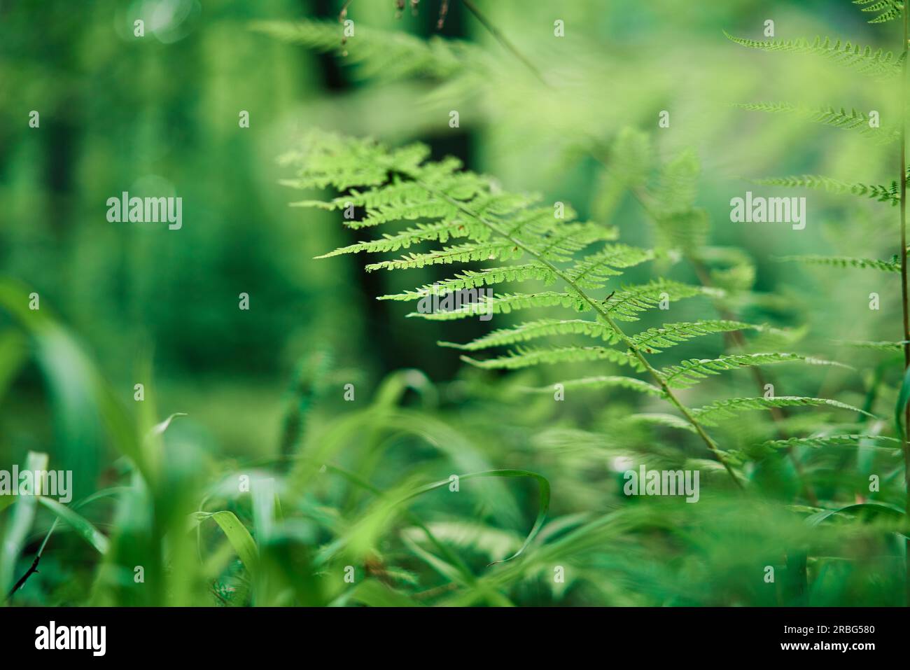 Ferns in the forest. Beautiful ferns leaves green foliage. Nature ...