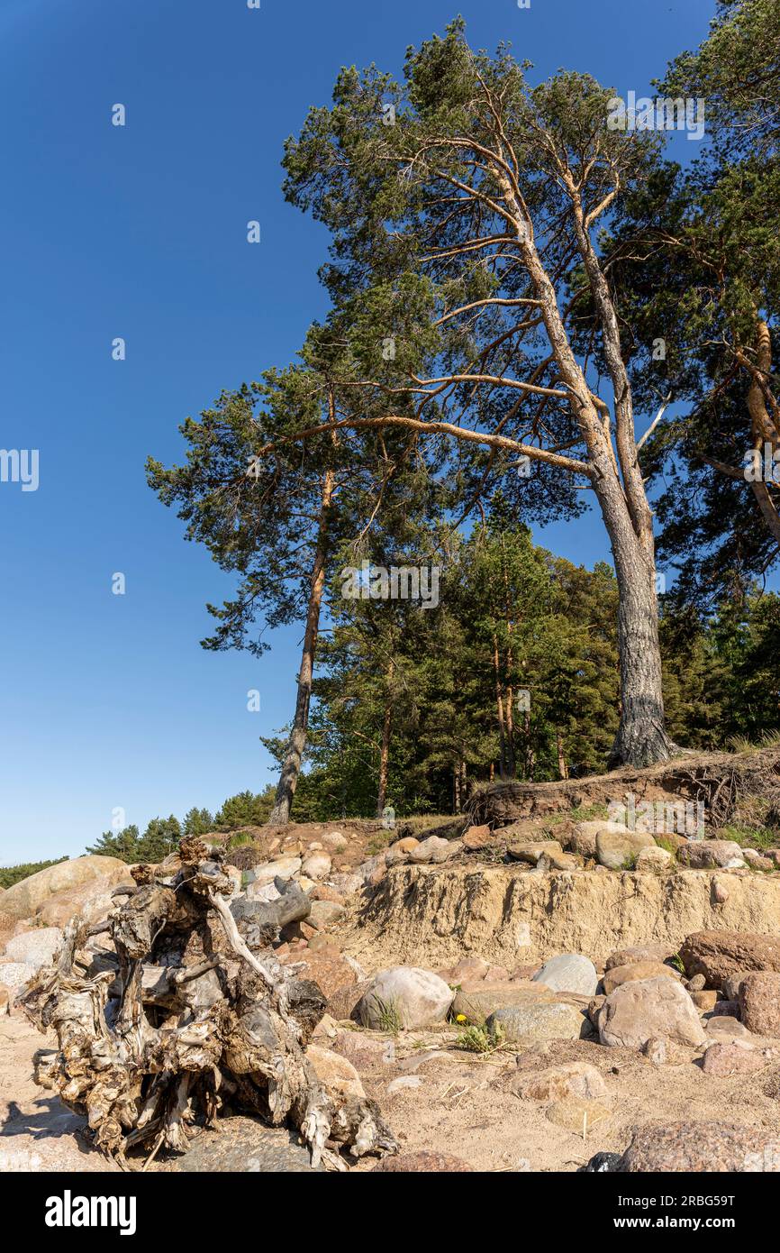 Panorama view of the sea bay and pine forest and blue sky and stones on ...