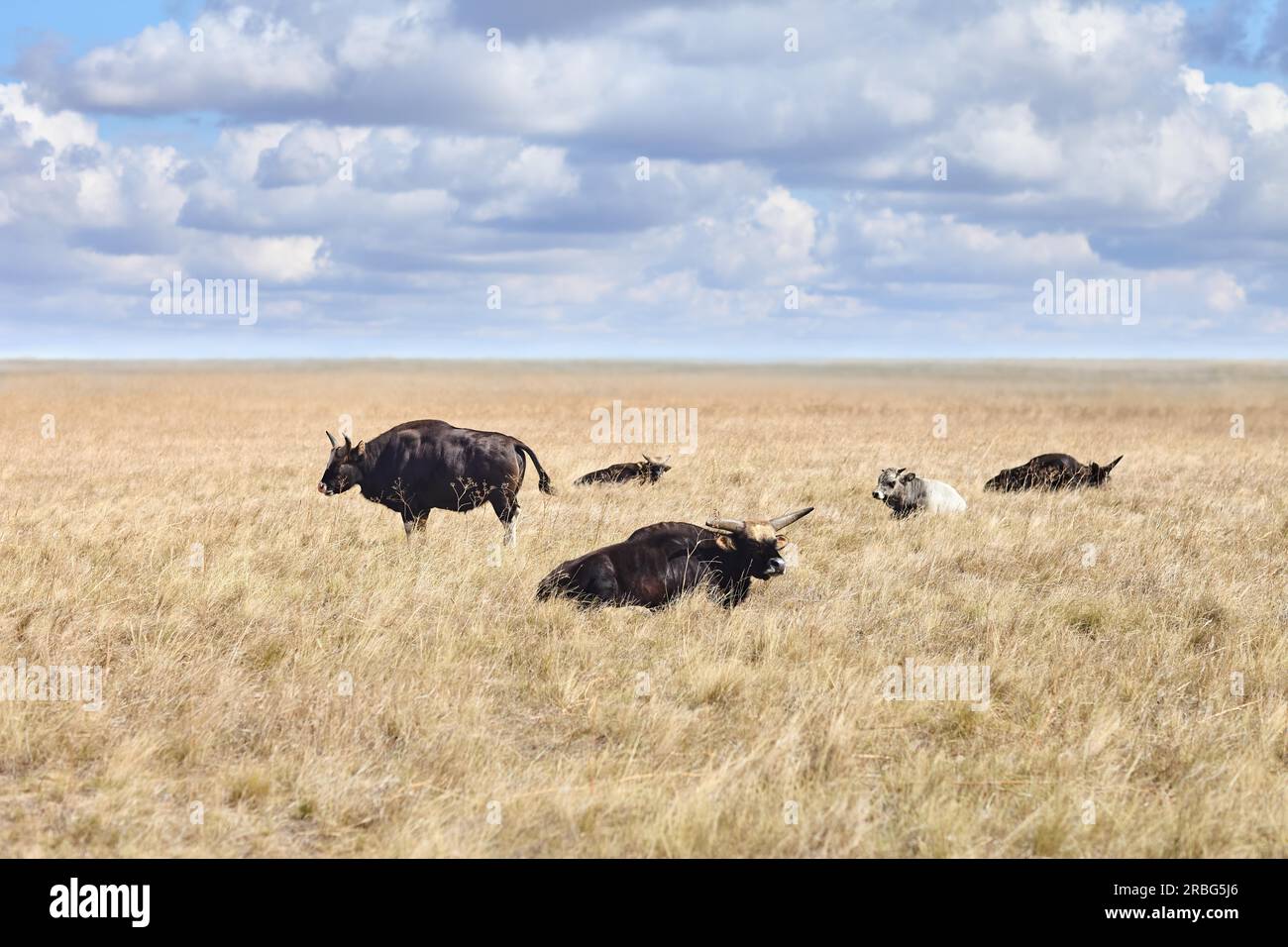 Largest of the wild oxen Gayal in grasslands of virgin steppes. Wild ...