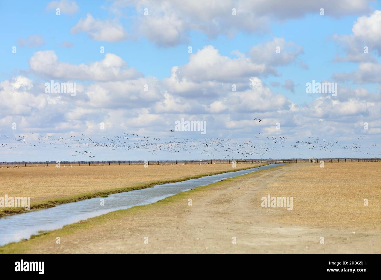 Panoramic view of steppe landscape with flock of flying birds in sky ...