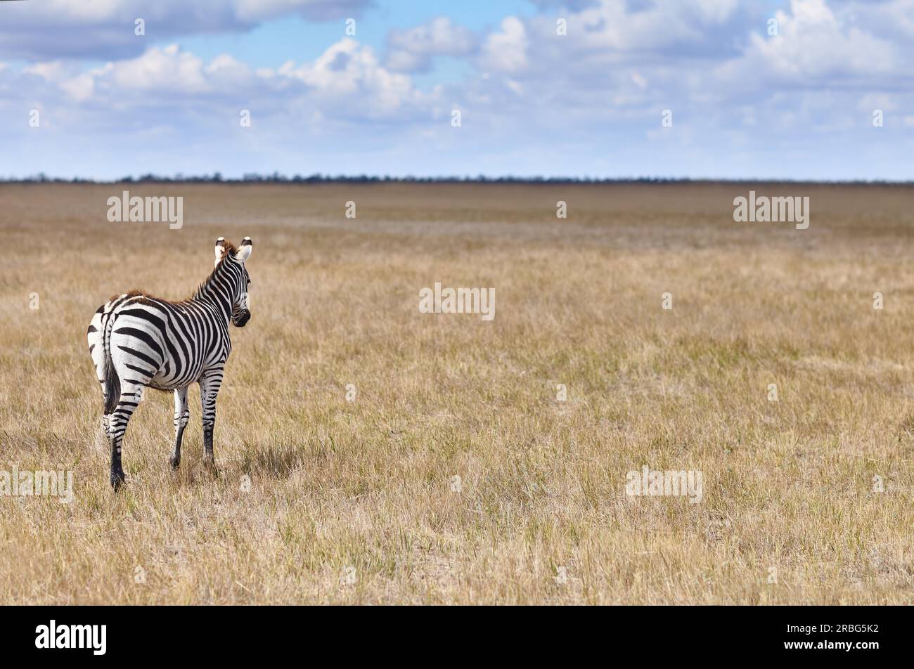 Back view of zebra in grasslands of virgin steppes. Wild nature ...