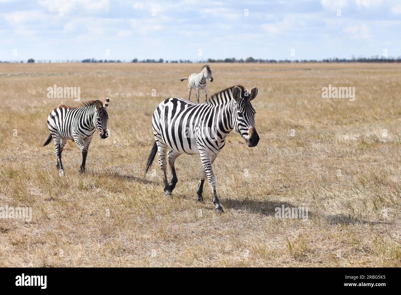 Zebras family in grasslands of virgin steppes. A Zebra Mom with her ...