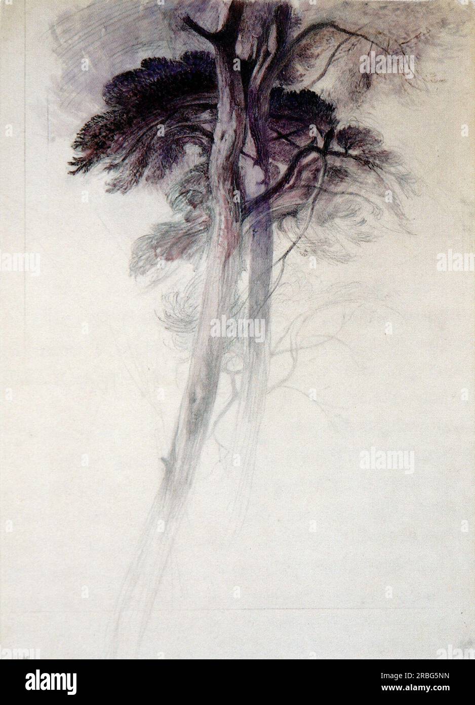 Study of Trees from Turner 1857 by John Ruskin Stock Photo - Alamy
