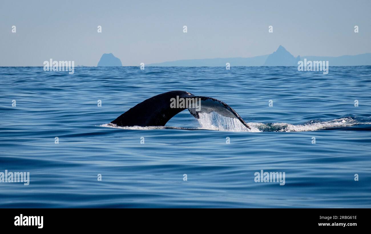 A day out on Moreton Bay - whale watching Stock Photo - Alamy