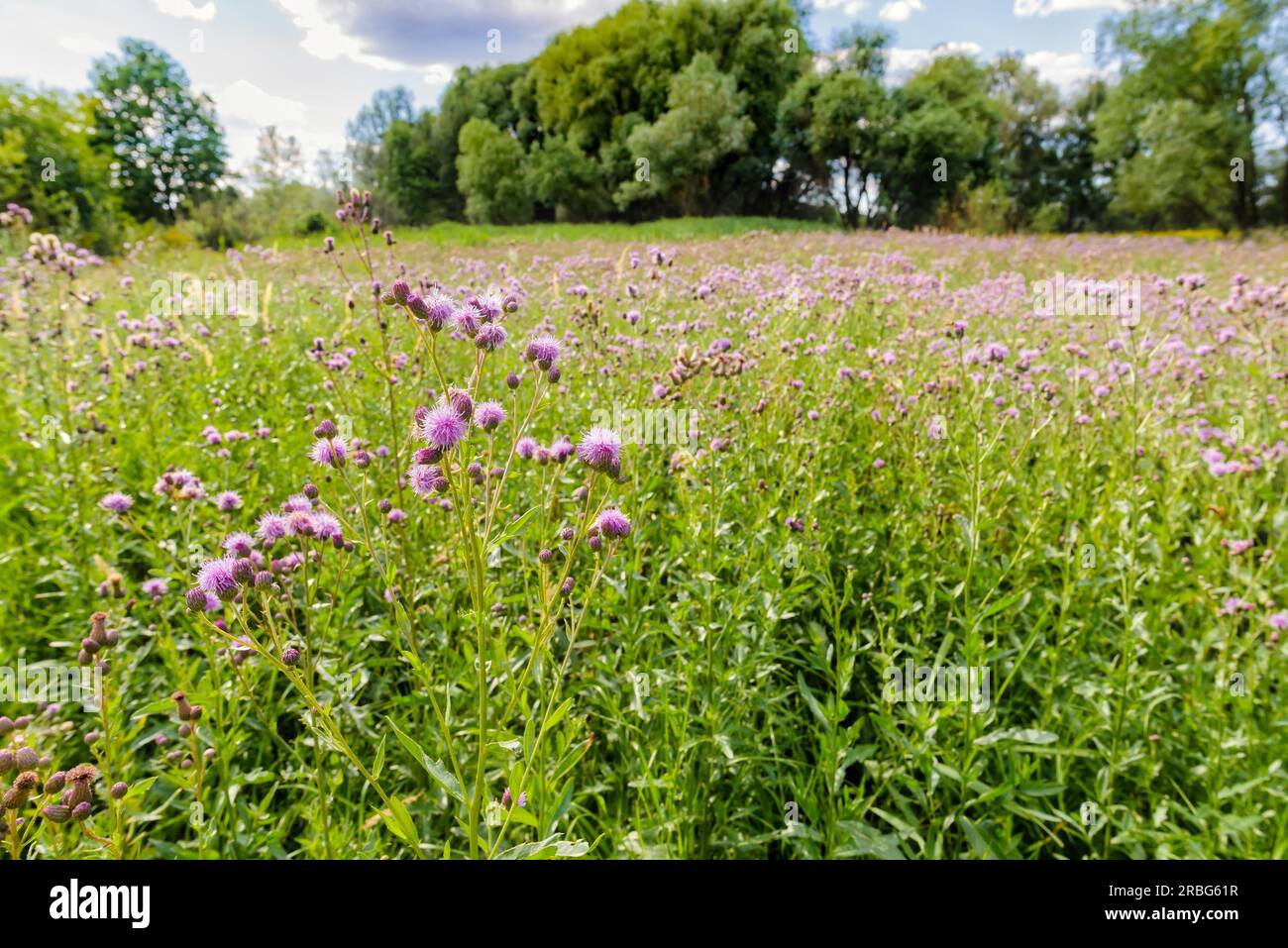 flowers with buds, also known as greater knapweed (Centaurea Scabiosa ...