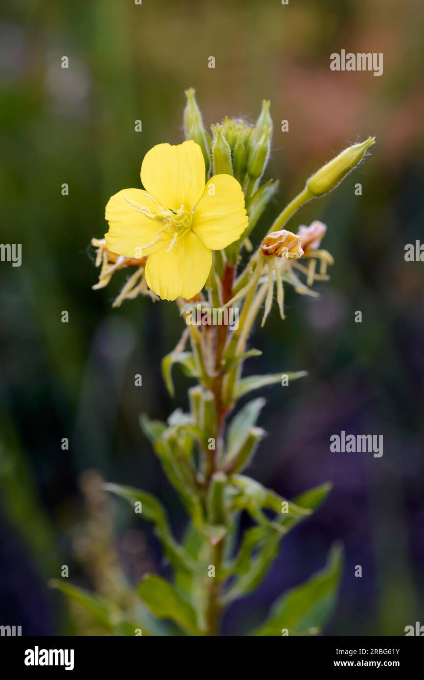 Open yellow flower, also known as common evening-primrose, evening ...