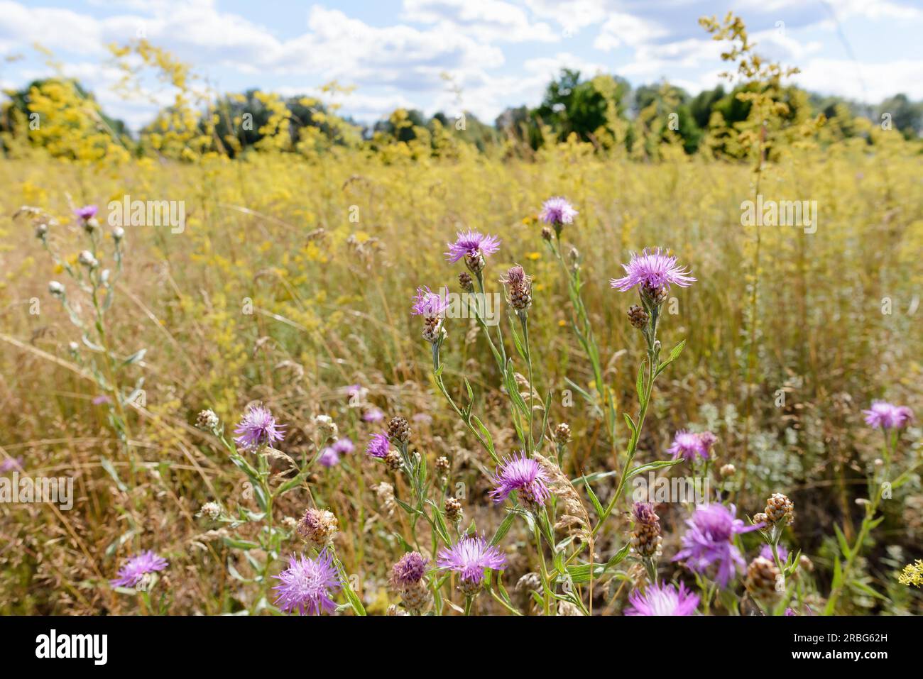 flowers with buds, also known as greater knapweed (Centaurea Scabiosa ...