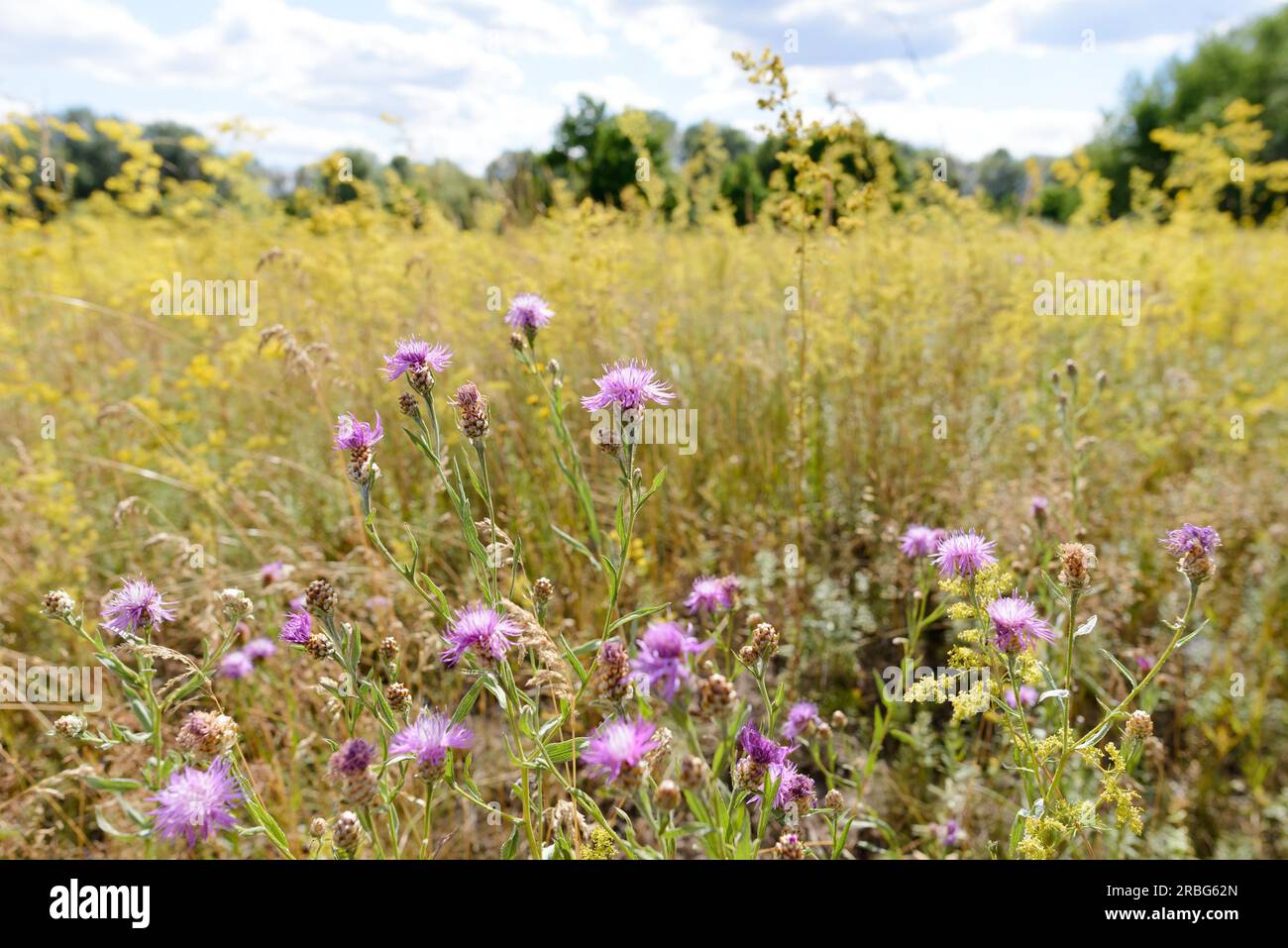 flowers with buds, also known as greater knapweed (Centaurea Scabiosa ...