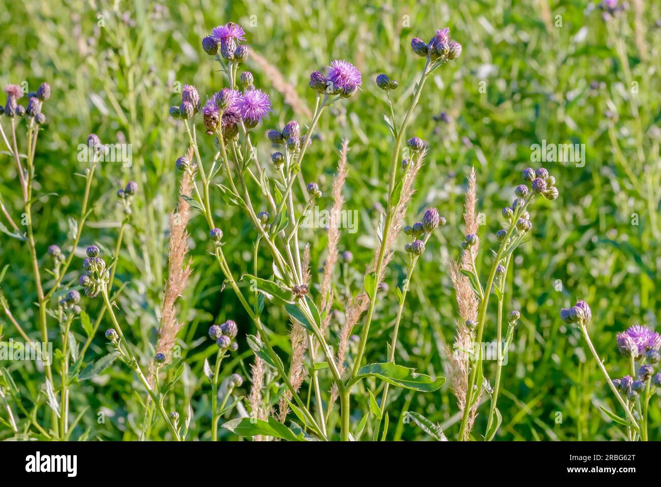 A flower with buds, also known as greater knapweed (Centaurea Scabiosa ...