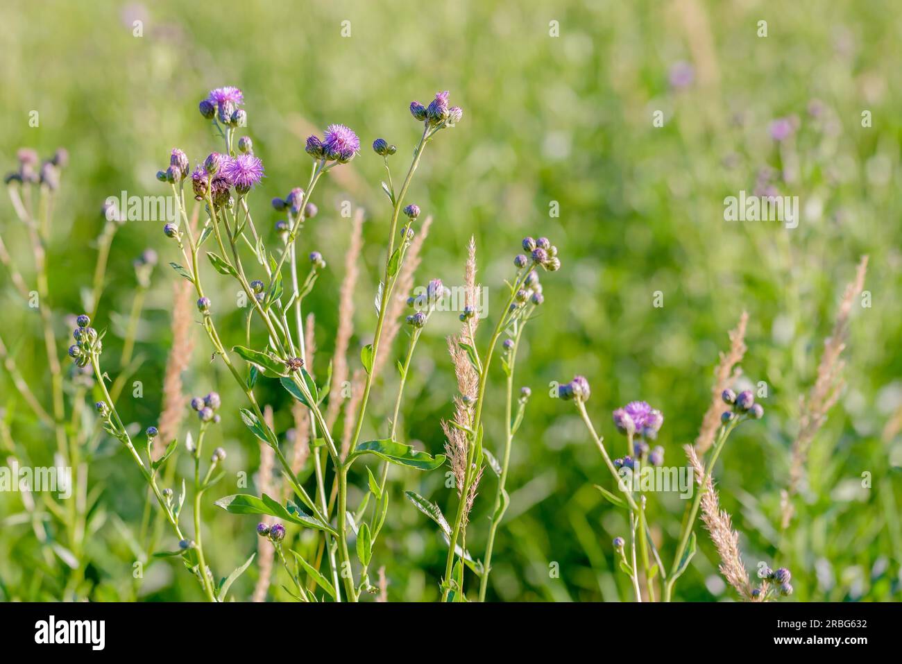 A flower with buds, also known as greater knapweed (Centaurea Scabiosa ...