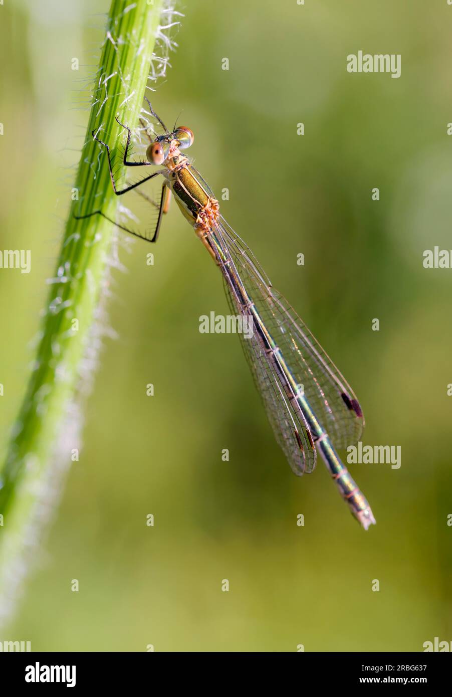 Female of a damselfly called, also known as emerald damselfly (Lestes ...