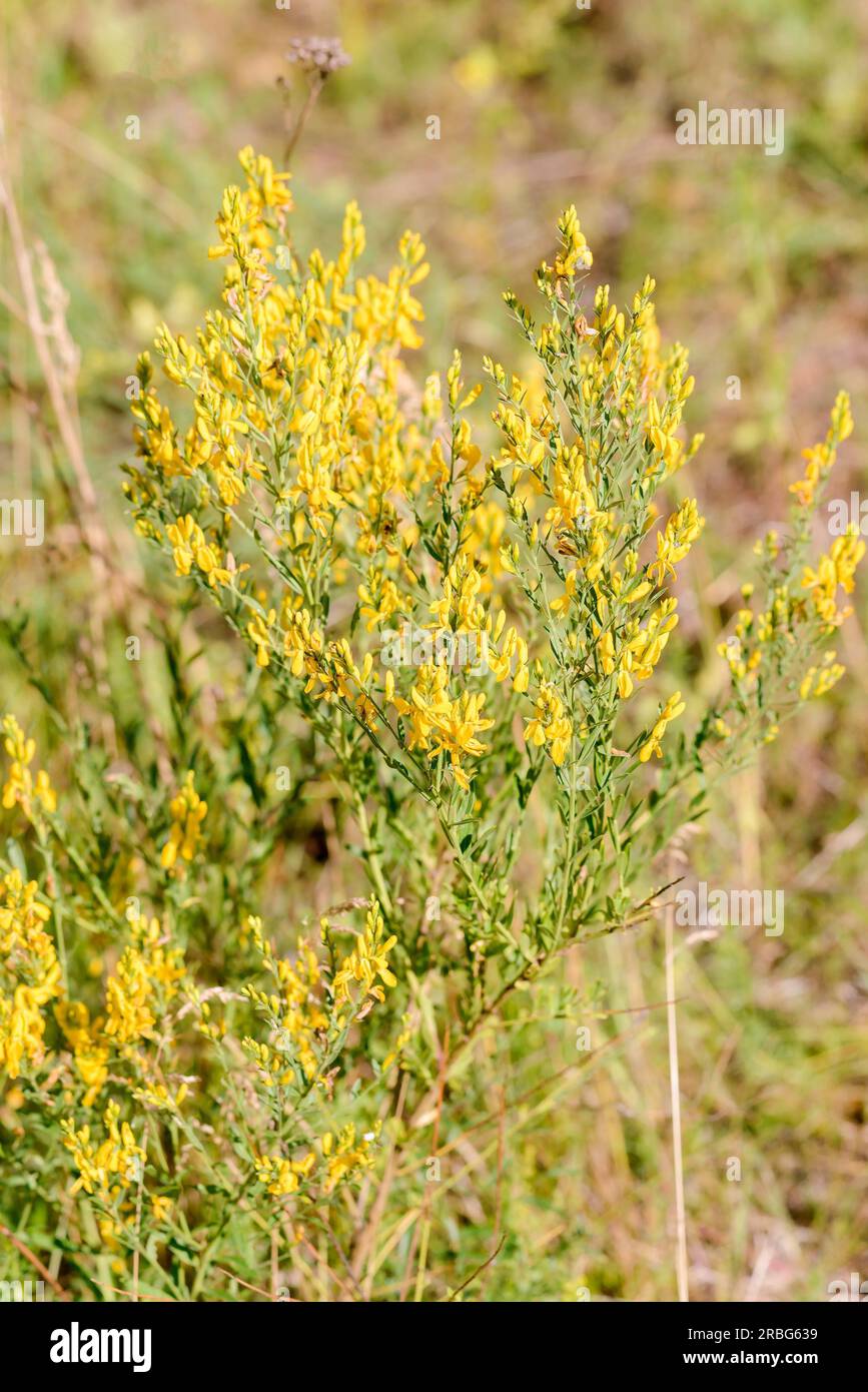 Yellow januensis, also known as broom (Genista), growing in a sandy ...