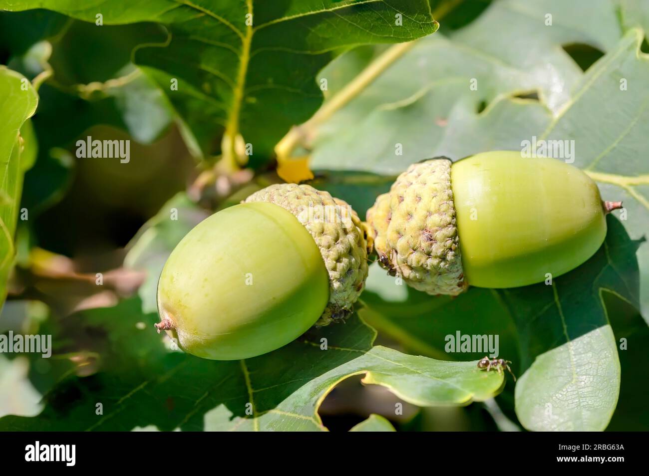 Macro of green acorn on a green oak tree under the warm summer sun ...