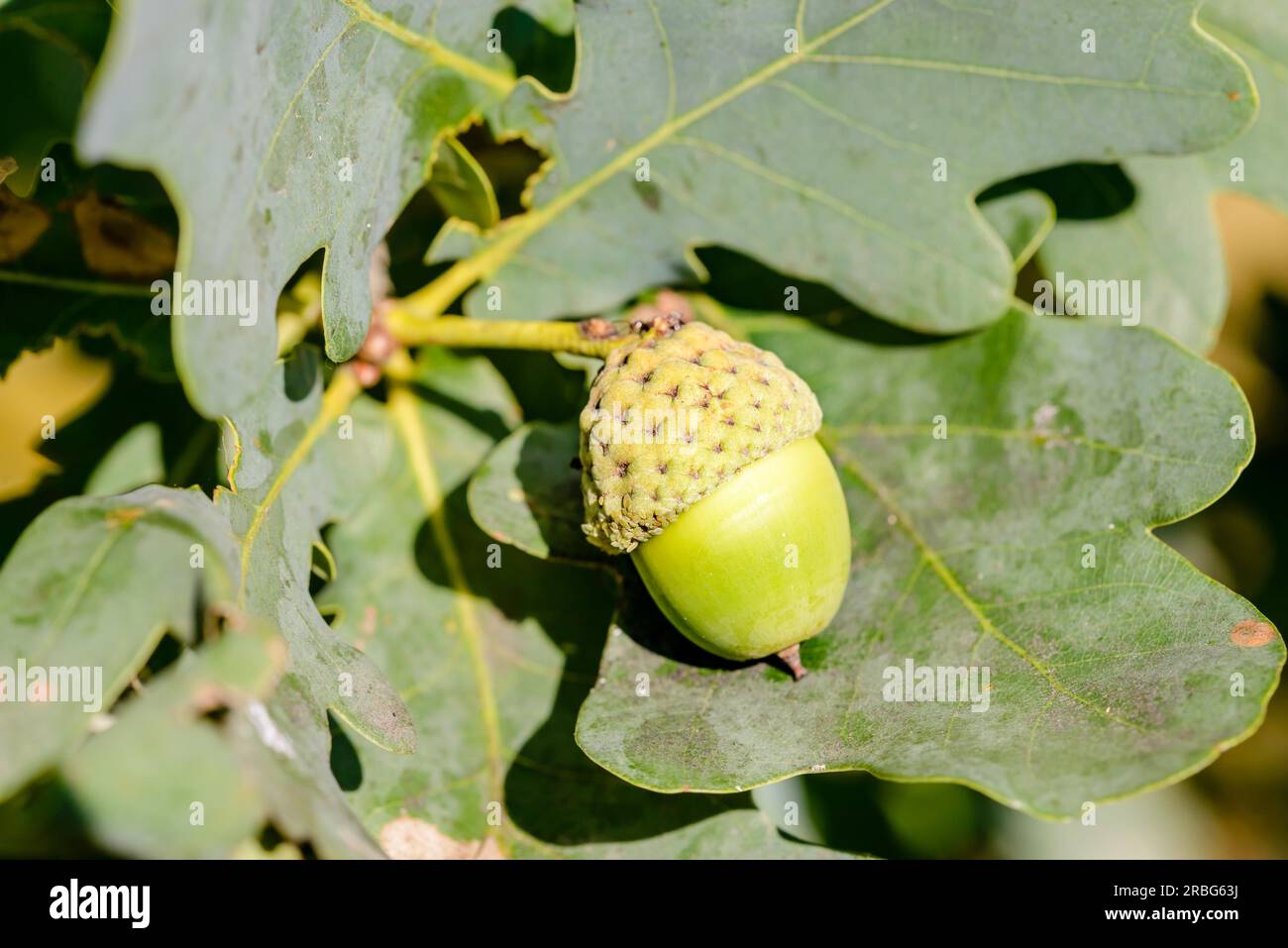 Oak tree acorn hi-res stock photography and images - Alamy