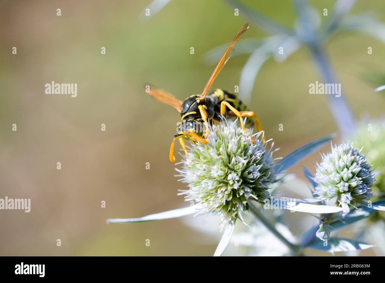 Wasp (Vespula) on an Eryngium campestre flower, under the warm summer ...