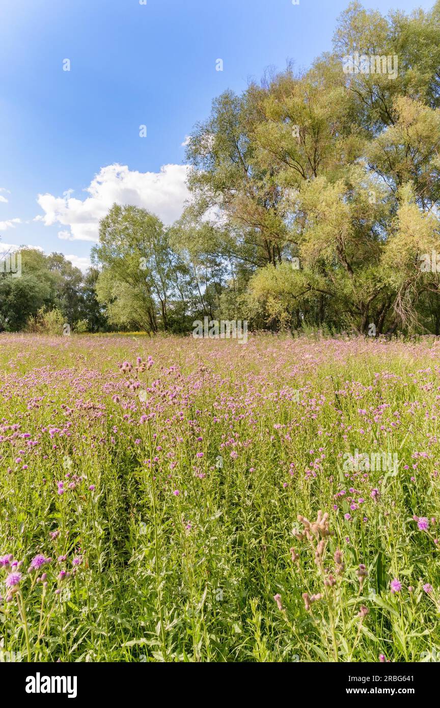 flowers with buds, also known as greater knapweed (Centaurea Scabiosa ...