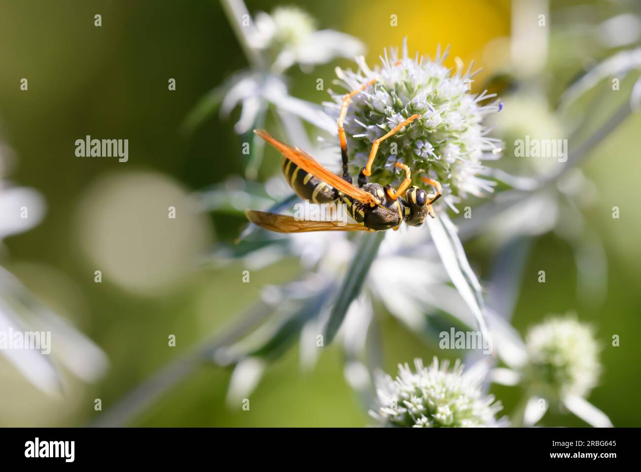 Wasp (Vespula) on an Eryngium campestre flower, under the warm summer ...