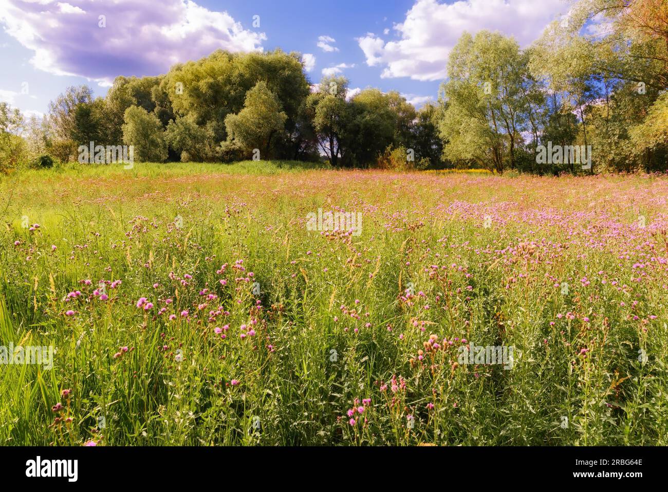 flowers with buds, also known as greater knapweed (Centaurea Scabiosa ...