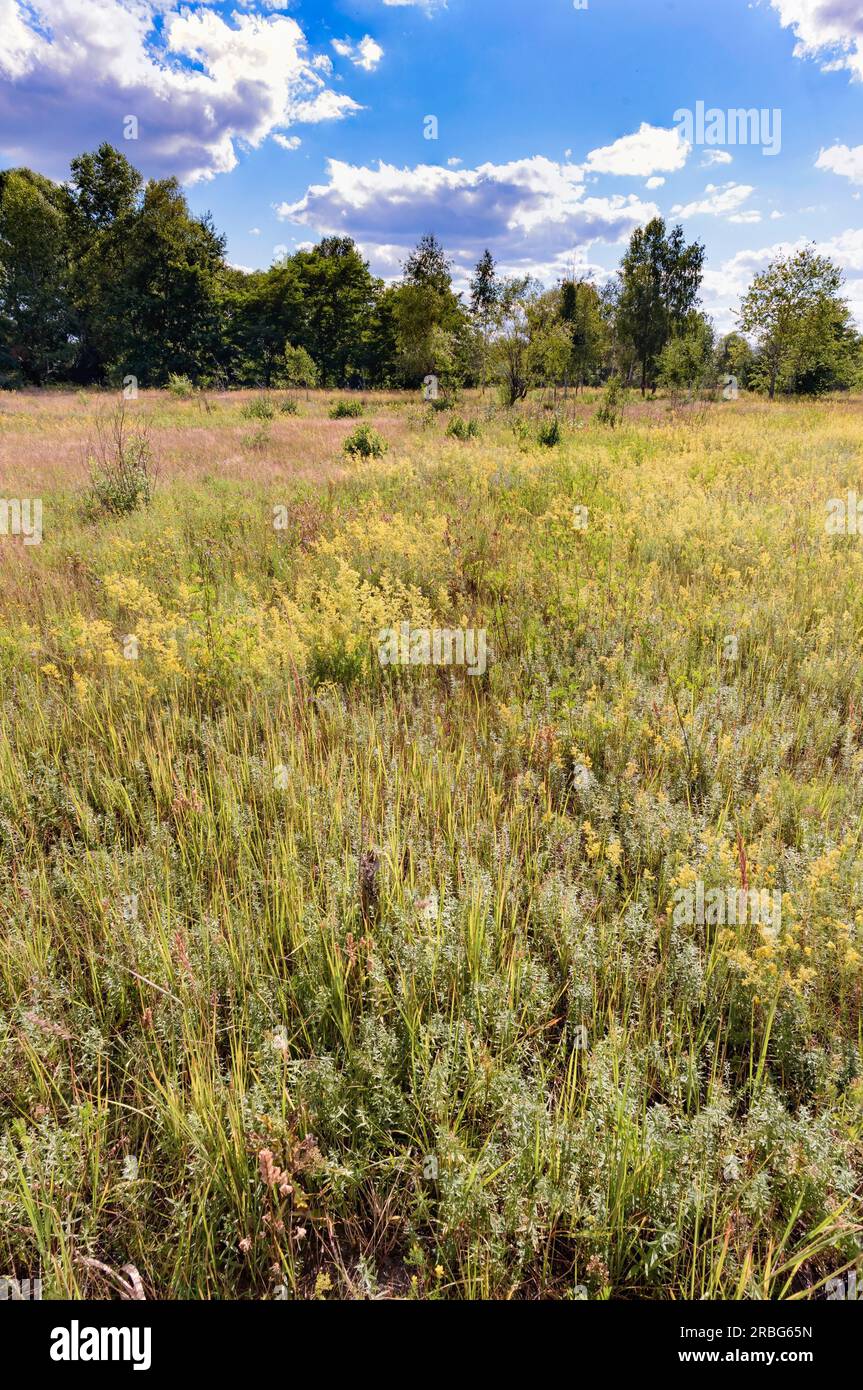 also known as lady's bedstraw (Galium verum) or yellow bedstraw, and ...