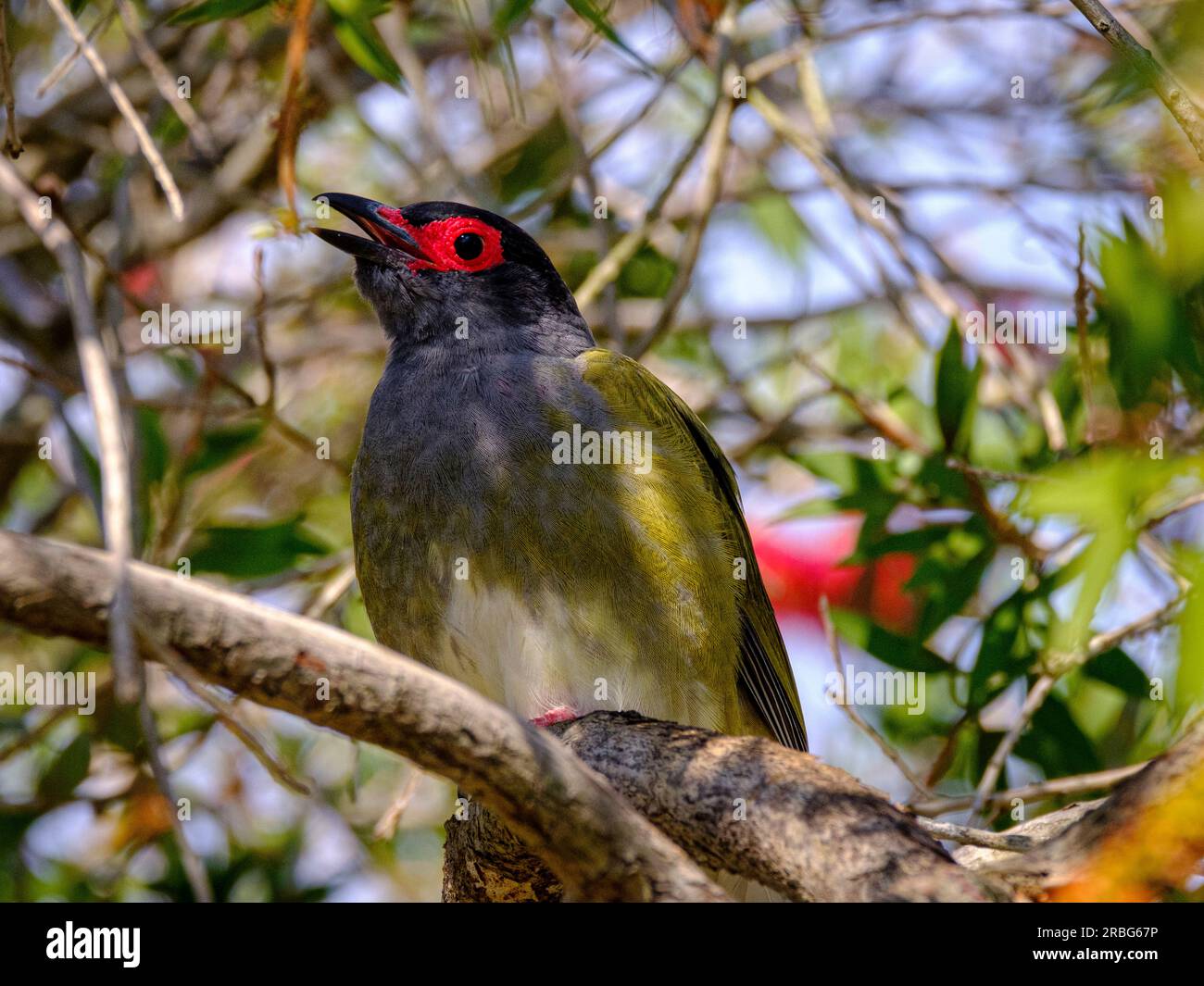 Australian figbird hi-res stock photography and images - Alamy