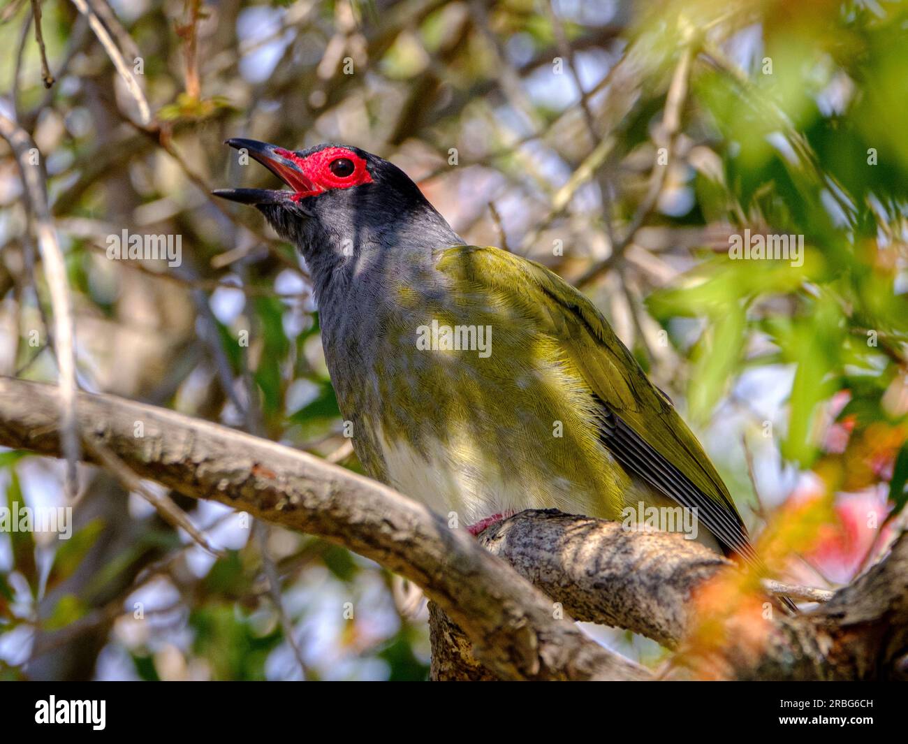 Figbird hi-res stock photography and images - Alamy