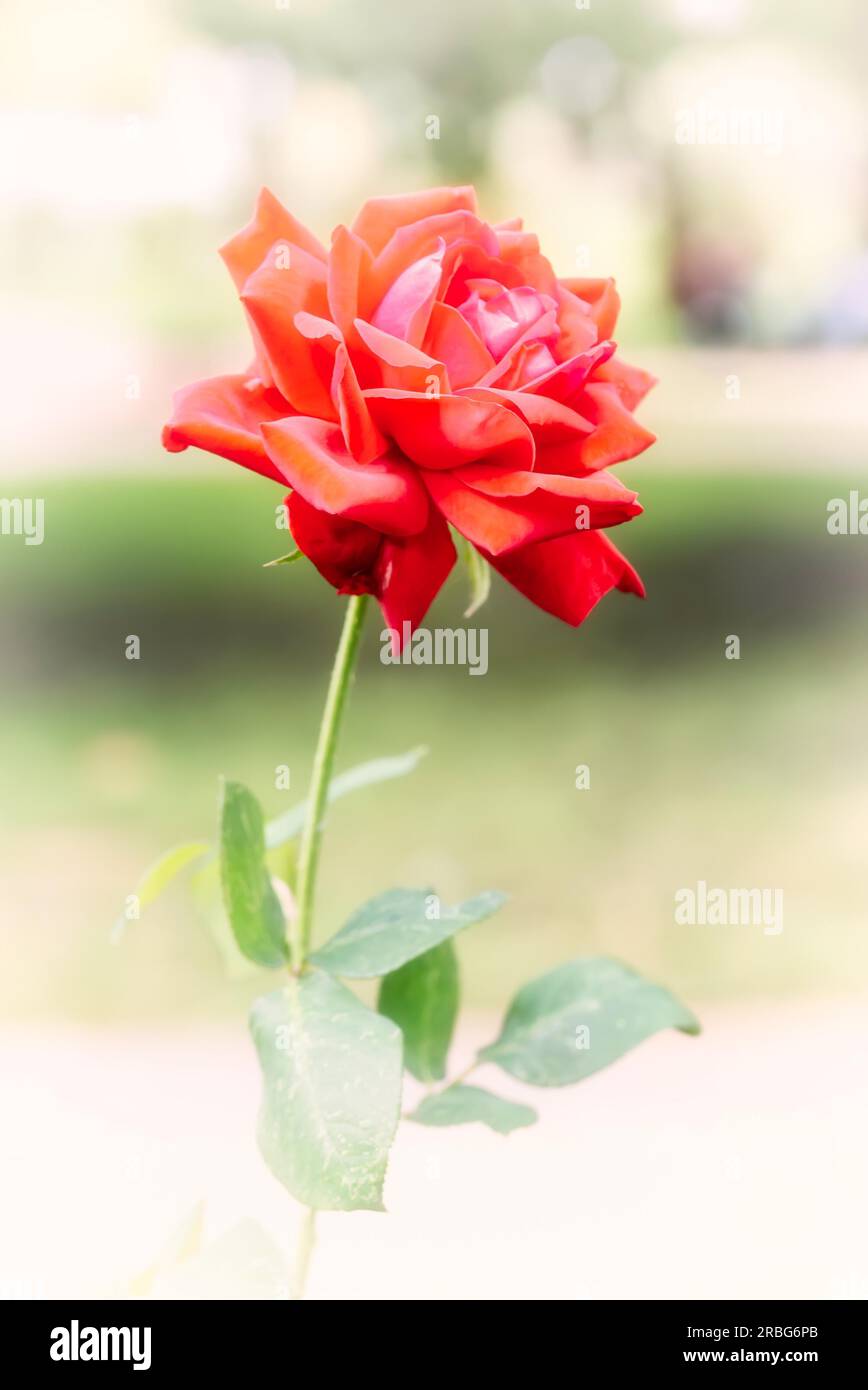 Low key rose hi-res stock photography and images - Alamy