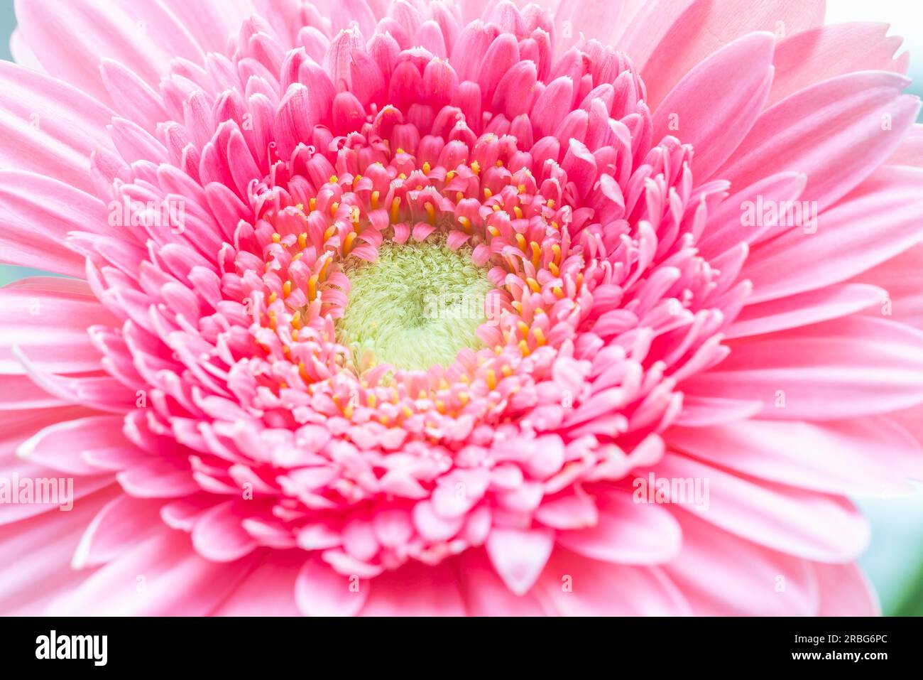 Macro photography of a pink Gerbera flower Stock Photo - Alamy