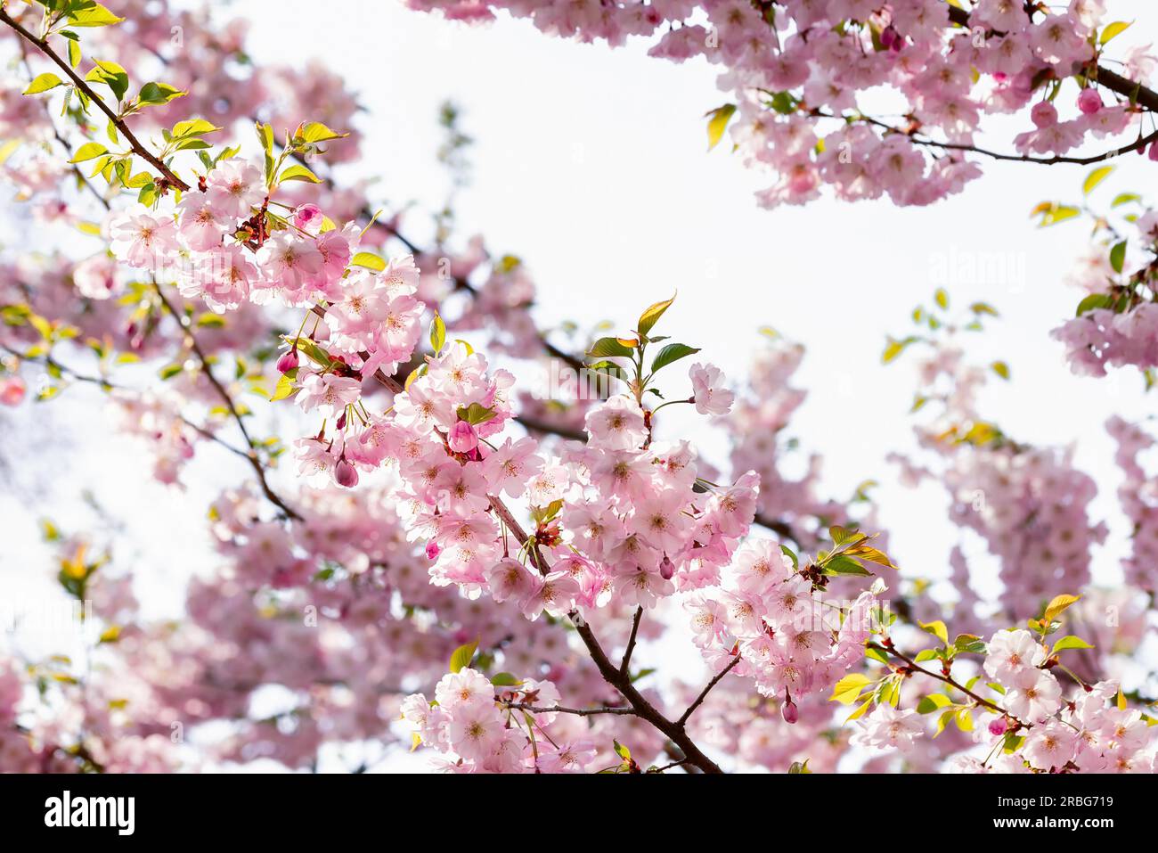 Beautiful flowering japanese cherry sakura hi-res stock photography and ...