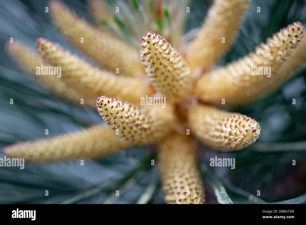 Male pine tree flower hi-res stock photography and images - Alamy