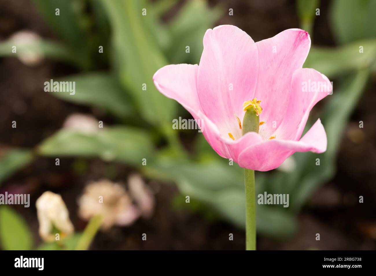 A delicate pink tulip under the warm spring sun, in the garden Stock ...
